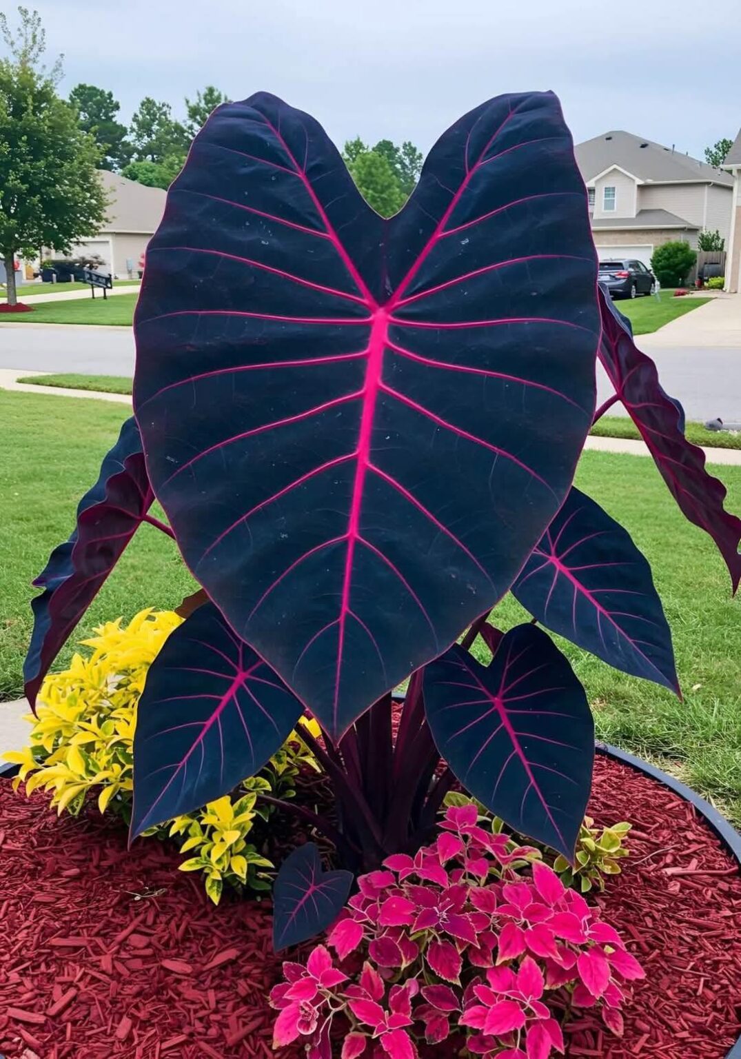 Midnight Majesty Colocasia – glassika recipes